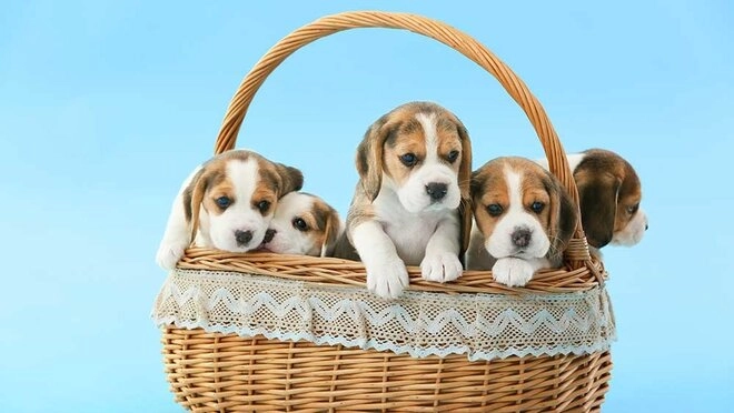 Should you invest in multiple small-cap funds? | Value Research